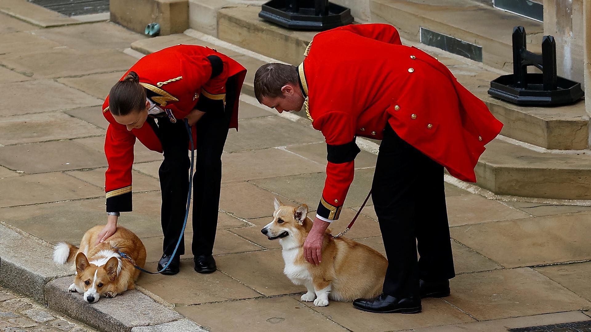Perros corgis de la reina Isabel II presencian cortejo en Windsor