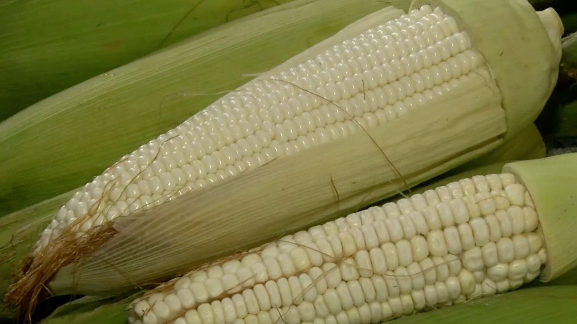 Reporte Desde el Mercado | Continúa Alto el Precio del Elote