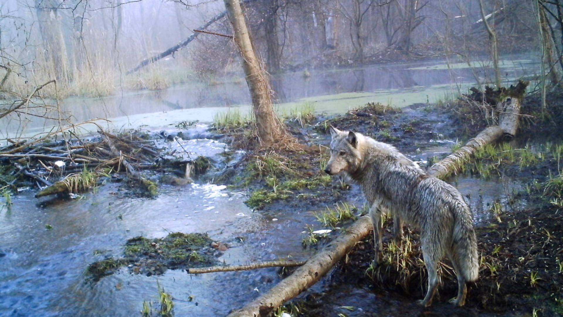 ¿Encontraron La Cura? Lobos Expuestos A Desastre En Chernóbil Muestran ...