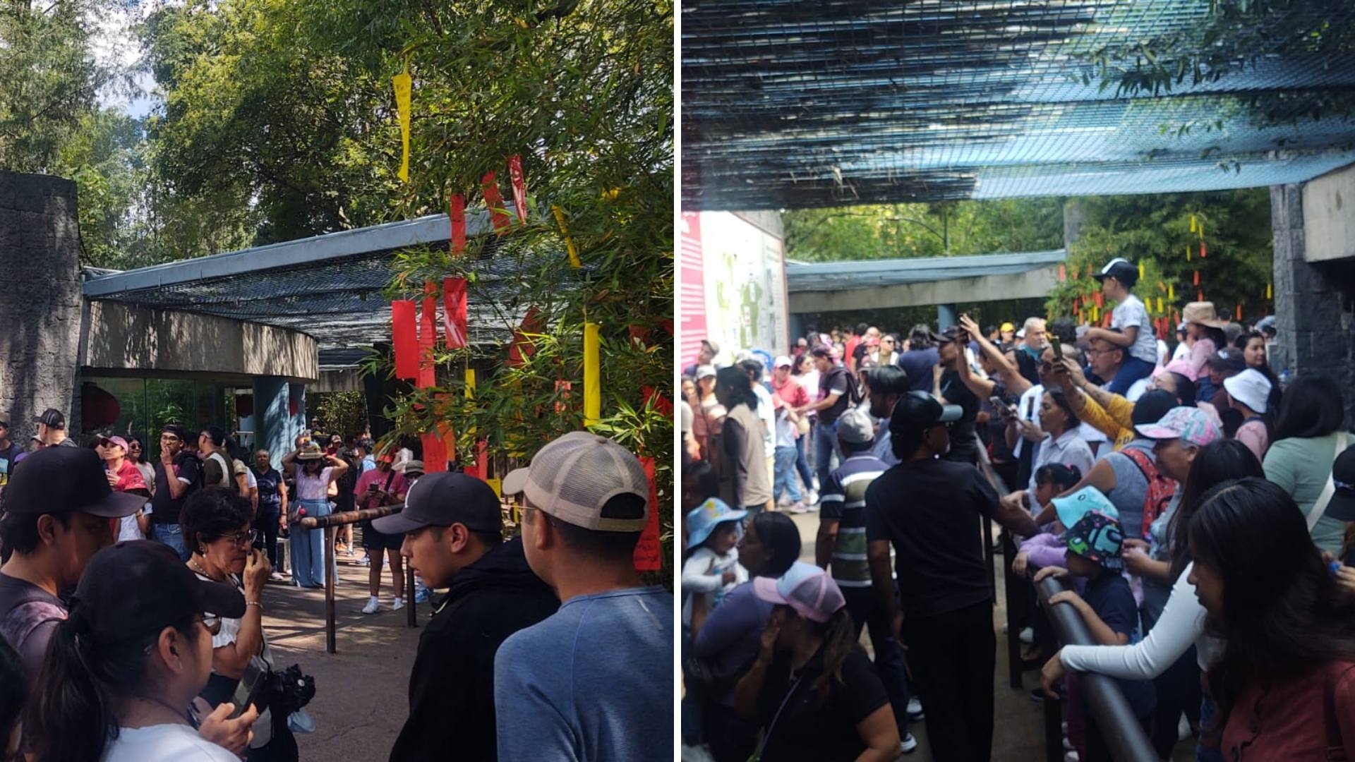 Xin Xin: Largas Filas en Chapultepec para Ver a la Última Panda ...