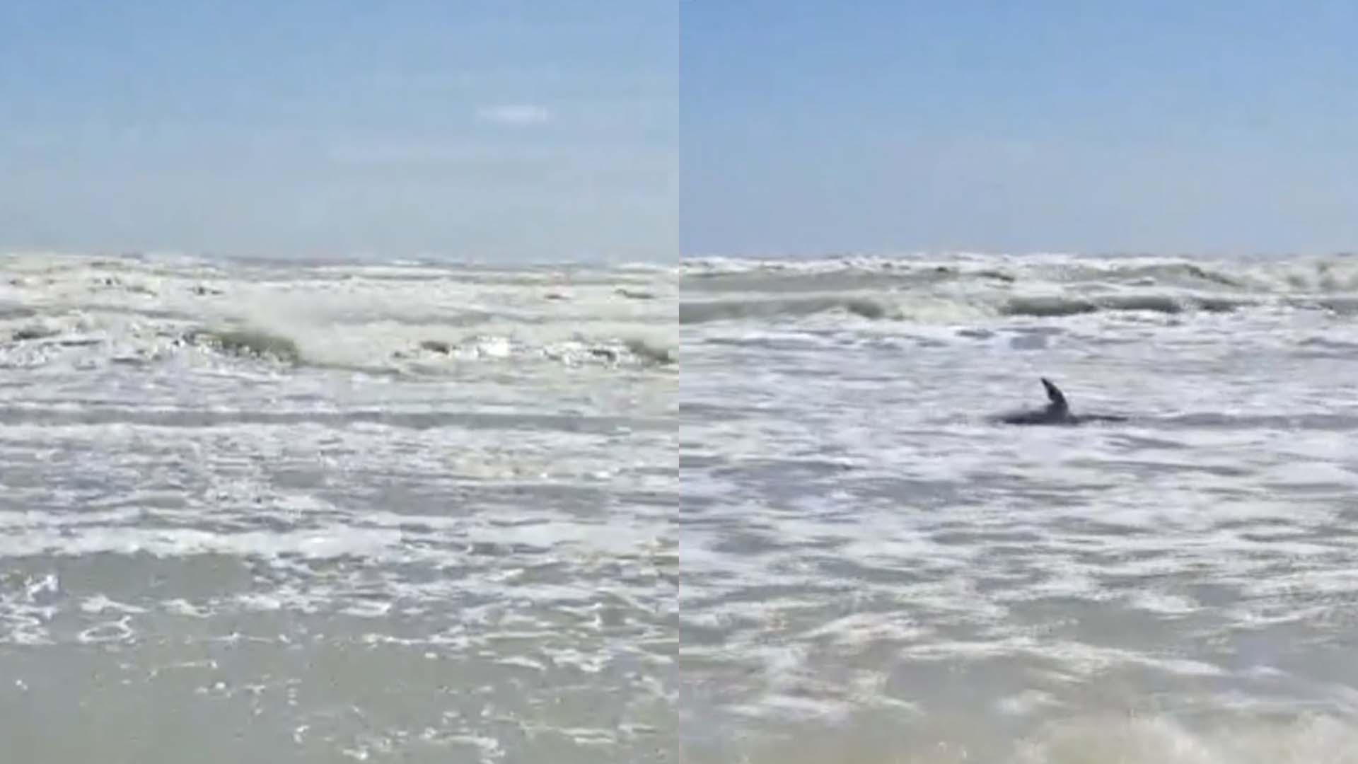 Hallan Delfín Nariz de Botella Muerto y Amarrado a un Ancla en Playa Bagdad