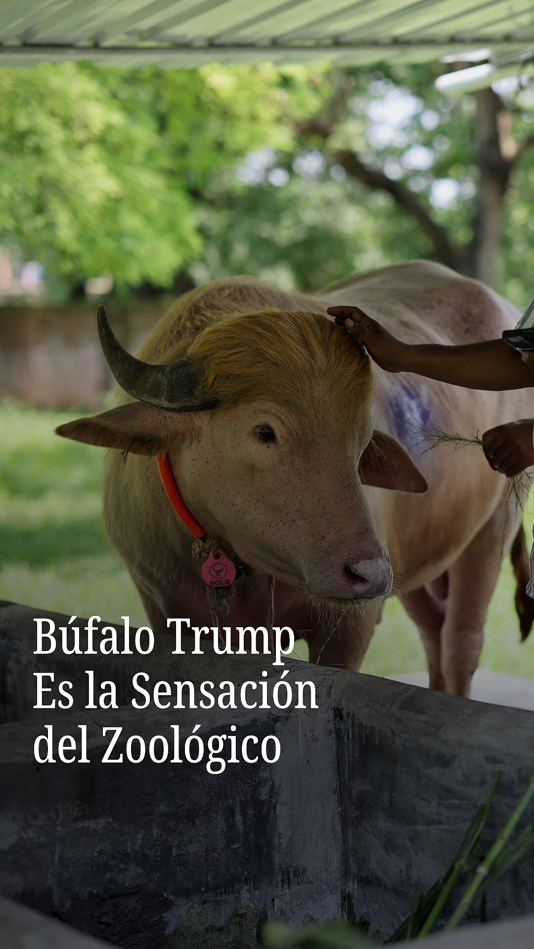 Búfalo Trump es la Sensación del Zoológico