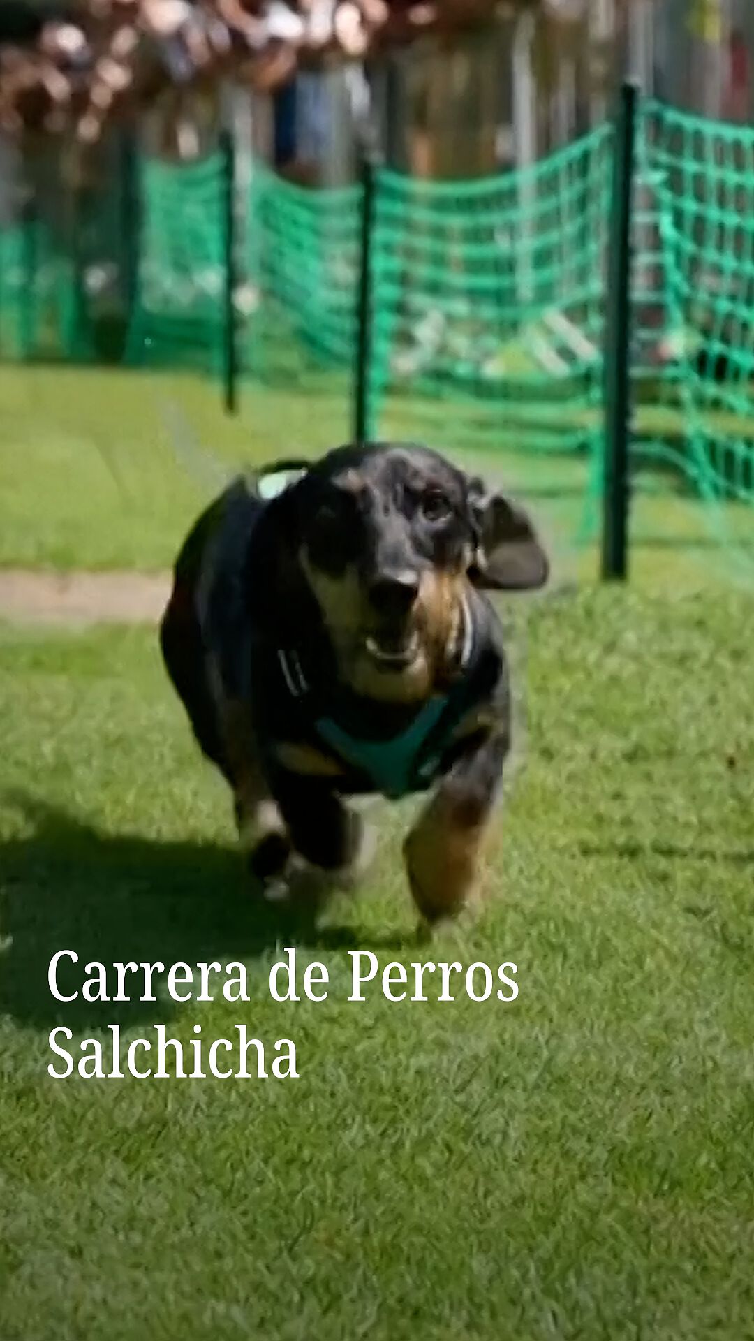 Carrera de Perros Salchicha