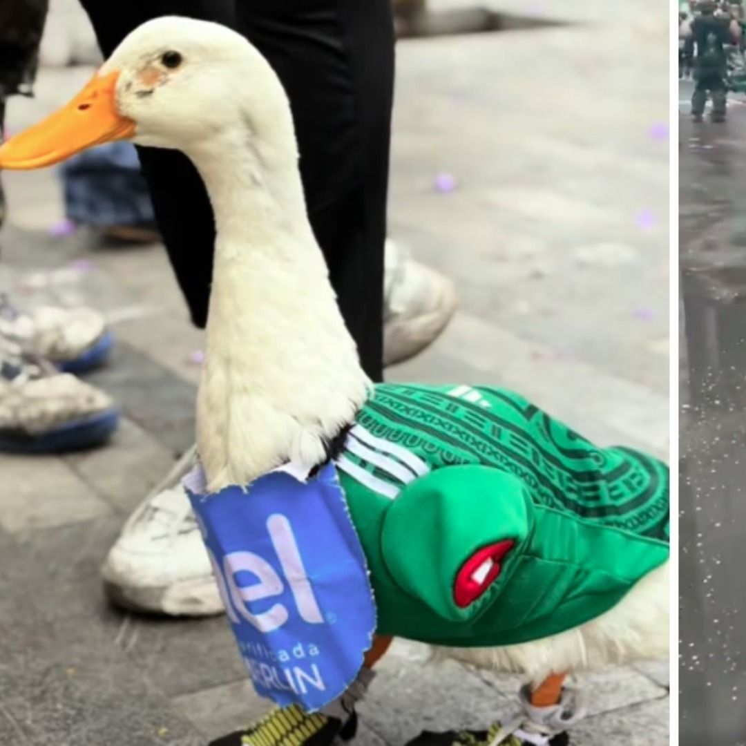 Merlín: ¿Quién Es el Pato Viral que Celebra Victoria de México sobre ...