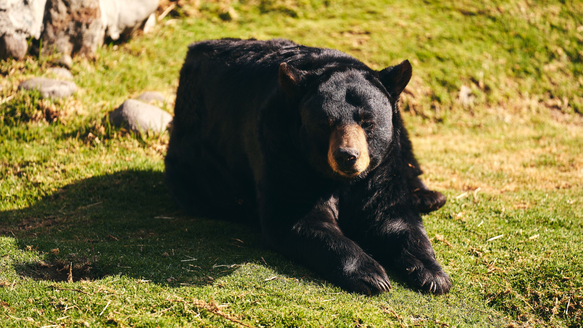 Zoológico del Altiplano en Tlaxcala Recibe a Oso Negro Rescatado en ...